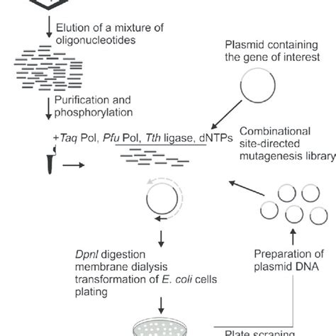 Strategy For Massive Mutagenesis Using Oligonucleotides Synthesized On