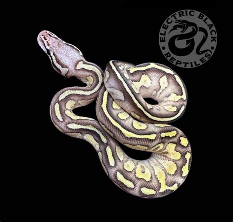Butterfly Ball Python ♀ Electricblack