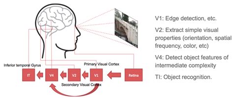 Human Visual Cortex System Deep Learning Visual Cortex Edge Detection