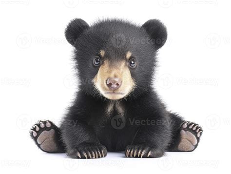 Cute Black Bear Cub Sitting Isolated On White Background Portrait Stock Photo At Vecteezy
