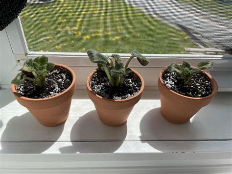 Small Little Planter Box Used Flex Seal And Plexiglass On The Bottom