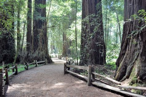 Poster Henry Cowell Redwoods With Pathway Wall Art Ukposters