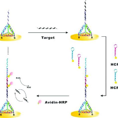 Pdf Hybridization Chain Reaction Amplification Of Microrna Detection With A Tetrahedral Dna