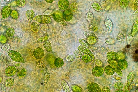 A Raunchy New ‘big History Tells The Story Of Sex But Raises Some