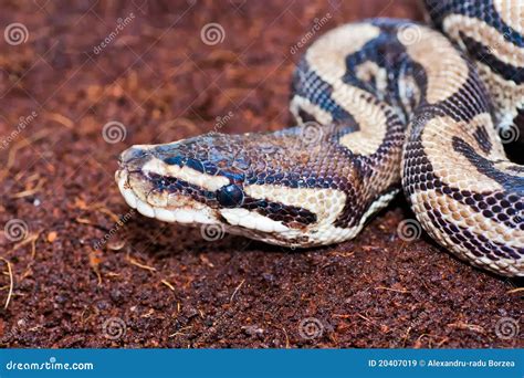 Python Stock Image Image Of Closeup Wild Fauna Serpent