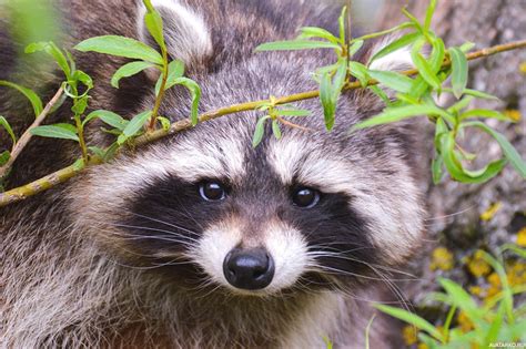 Енот упёрся головой в ветку — Картинки и аватары