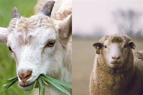 Are Goats And Sheep Related Plus How Are They Different