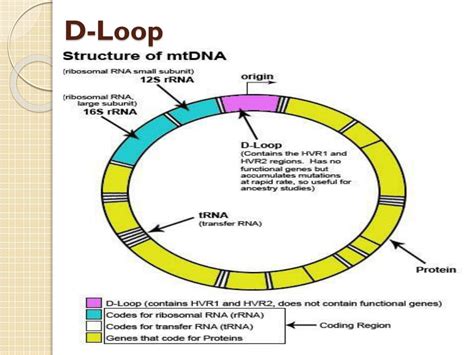 Mitochondrial Dna Structure