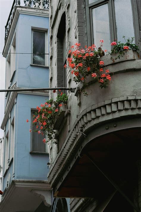 집 밖의 거리 건물 건축 공공 장소 꽃 꽃 상자 꽃 장식 꽃꽂이 녹색 단풍 도시 경관 도시 녹지 도시 식물상 도시 풍경 도시의 도시의 삶