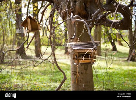Bird Feeders Tree Hi Res Stock Photography And Images Alamy