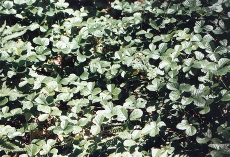 Rubus Hispidus Bristly Blackberry Swamp Dewberry Go Botany