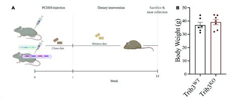 Atherosclerosis Model And Weight Gain In Trib3 Ko Mice A Schematic Download Scientific