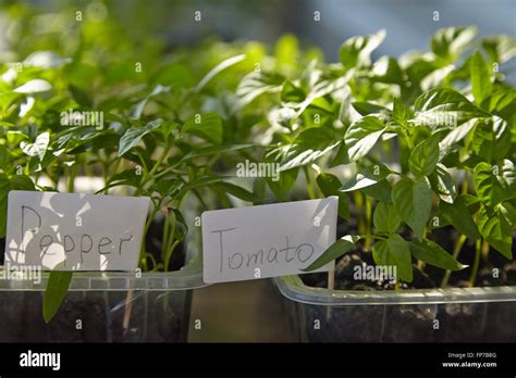 Seedlings On The Vegetable Tray Stock Photo Alamy