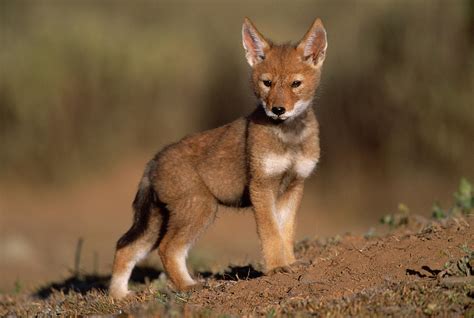 Ethiopian Wolf Pup