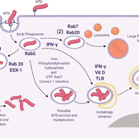 Spatiotemporal Dynamic Model Of The Possible Fates Of Mycobacterium Download Scientific Diagram