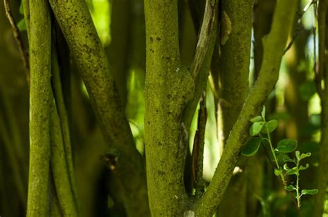 Premium Photo Old Tree Trunk With Many Different Forms Texture Pattern