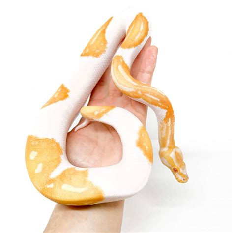 Python Regius Albinos Piebald Python Royal