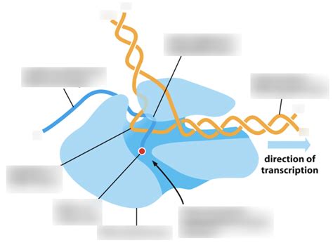 10 Dna Transcribed By Rna Polymerase Diagram Diagram Quizlet