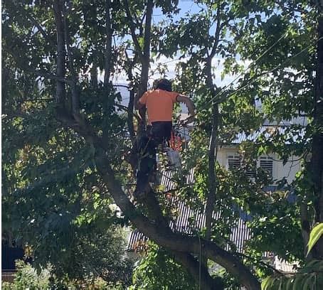 Tree Removal Tree Lopping Hobart Tree Service Hobart Arborist