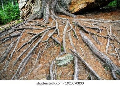 Tree Roots Sticking Out Ground Stock Photo Shutterstock