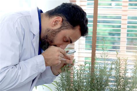 Botanist Scientist Holds Magnifying Glass To Explore Rosemary Finds
