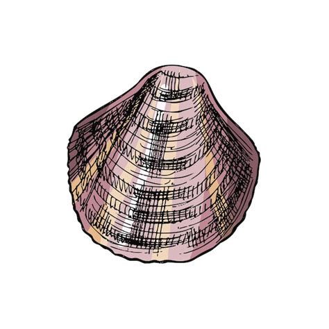 Premium Vector Hand Drawn Colored Sketch Of Seashell Clam Conch