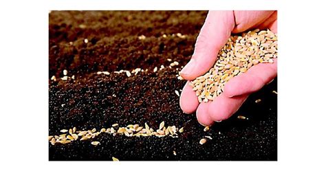 Да си направим сами цветен разсад от семена Български Фермер