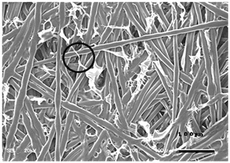 Semipermeable Membrane Support Body And Preparation Method Thereof Eureka Patsnap