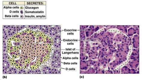 Pancreas Histology Alpha Cells