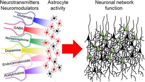 Journal Of Neurochemistry Vol 169 No 4