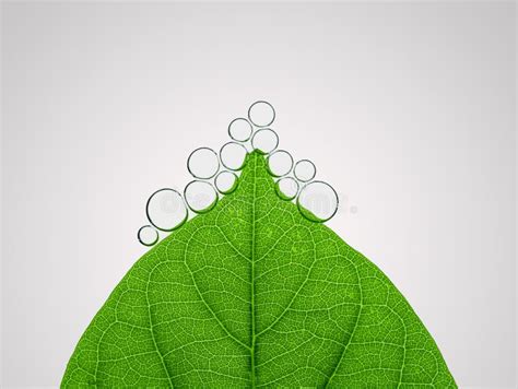 Macro Close Up Image Of Plant Leaf Release Oxygen In The Air Stock Photo Image Of Element