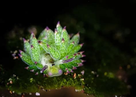 Sea Sheep Do Exist And They Can Carry Out Photosynthesis Like Plants