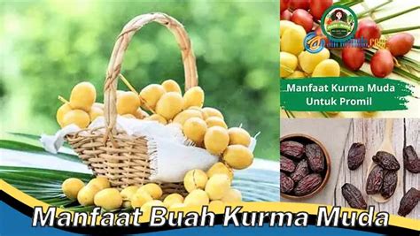 Temukan Khasiat Buah Kurma Muda yang Jarang Diketahui!
