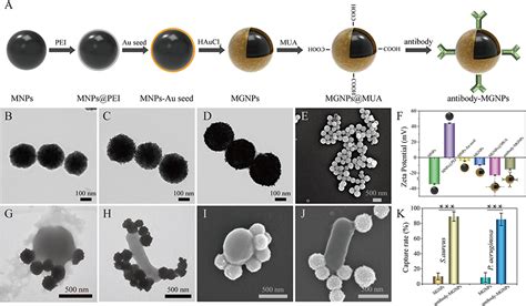 Development Of A Magnetically Assisted Sers Biosensor Ijn