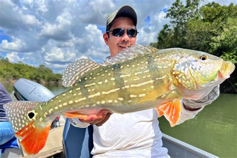 How To Catch Peacock Bass Tips For Fishing For Peacock Bass