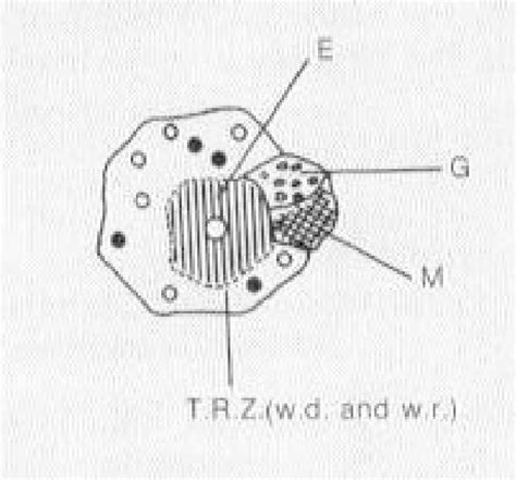 The Schema Of Colposcopic Examination Report Download Scientific Diagram