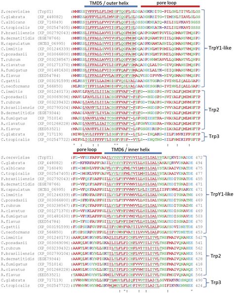 Multiple Sequence Alignment Of The Putative Pore Domain Tmds And Pore Download Scientific