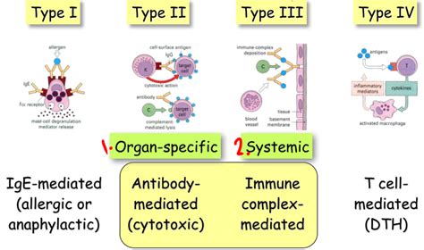Diagram Of Autoimmunity And Hypersensitivity Quizlet