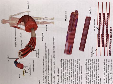 Section Neuromuscular System Muscular System Diagram Quizlet