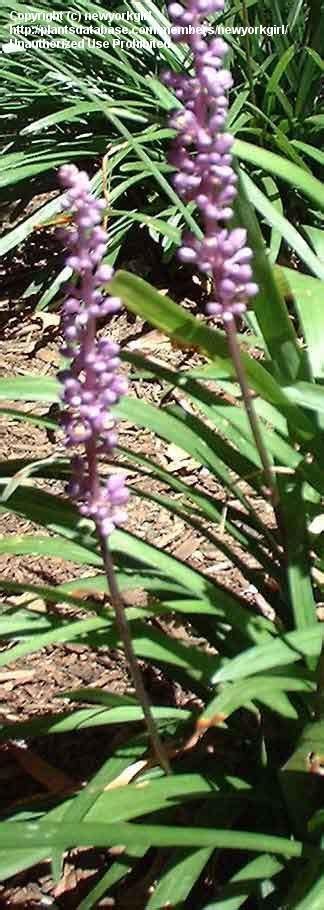 Plantfiles Pictures Liriope Species Creeping Lily Turf Lilyturf