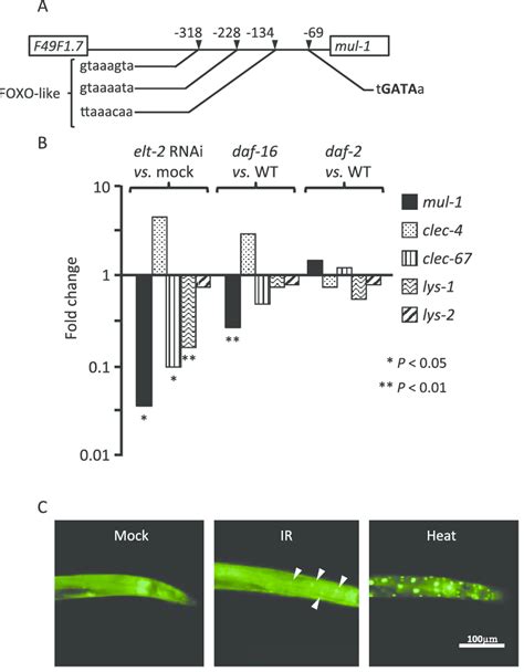 Analyses Of The Effects Of Cis And Trans Factors On The Promoter Region