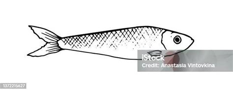 정어리 양식에 일치시키는 생선 선형 낙서 예술의 스타일로 만든 작은 스프래트의 그림 해산물 메뉴에는 정어리와 스프래트가 포함되어 있습니다 검은 색 코에 의해 고립 된 해양