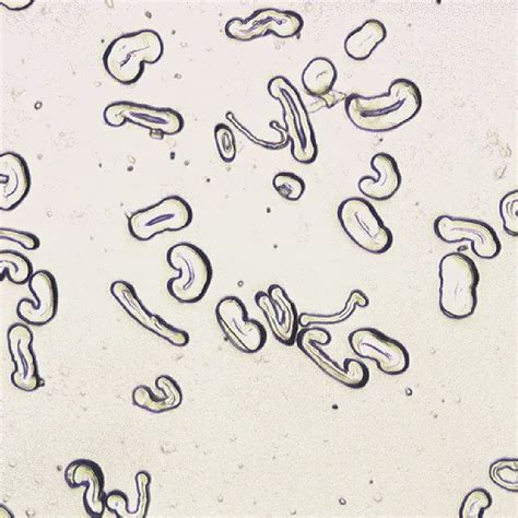 Morphology Characterization Of Cotton Fibers Clemex