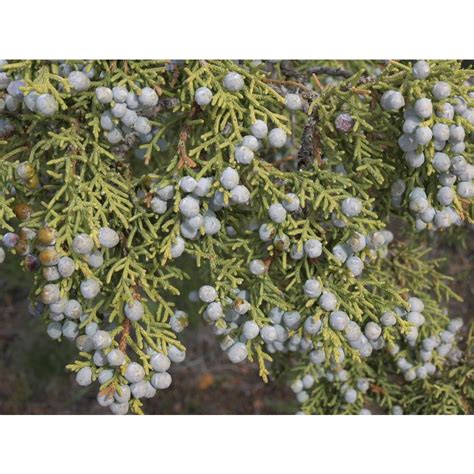 ユタジュニパー 種子20粒 Utah Juniper 20 Seeds Hitree Cs Yahoo店 通販 Yahoo