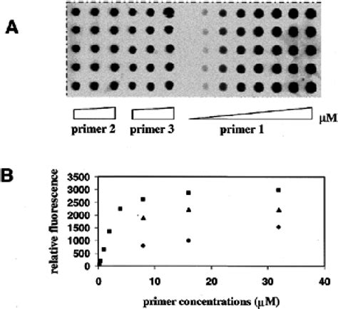 A An Image Of Primer Extension On Primer 1 At Increasing Download Scientific Diagram