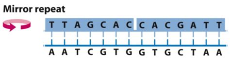 Bio 101 Lecture 2 Flashcards Quizlet