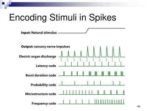 3 Neurons And Synapses Brain And Behavior David Eagleman Ppt Download