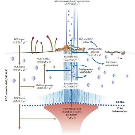 5 Model Shows Interactive Processes Of Cold Seep Methane And Carbon Download Scientific Diagram