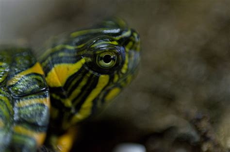 Perfil Direito Tartaruga Verde Ignacio Ramírez Torrado Flickr