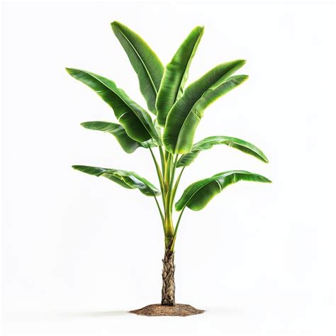 Banana Plant Musa Spp Isolated On A Solid White Background Premium Ai Generated Image